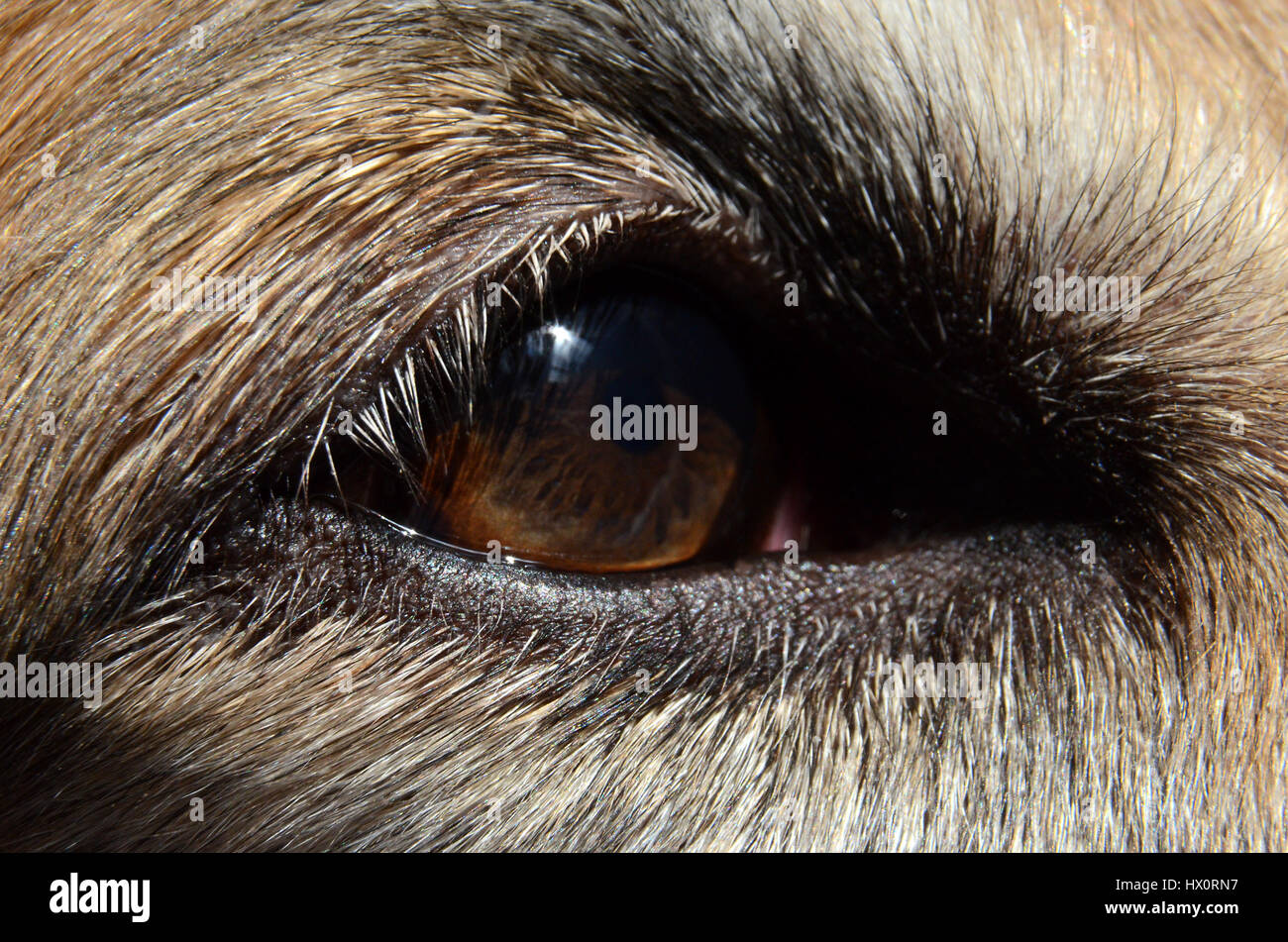 Extreme closeup on a dog's eye Stock Photo - Alamy