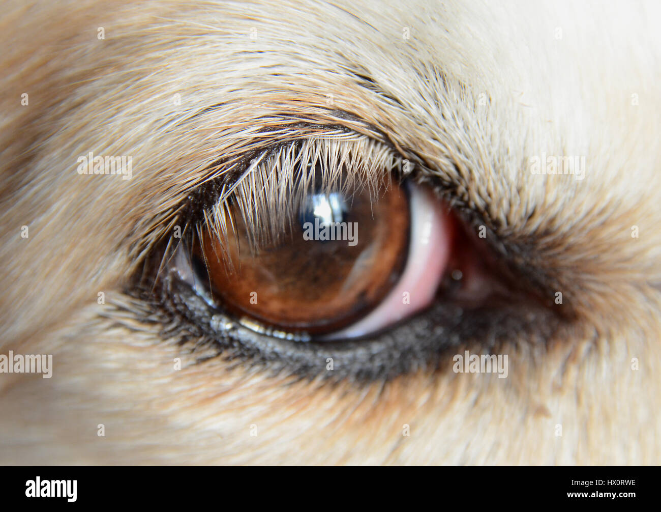 Closeup on a dog's eye Stock Photo - Alamy