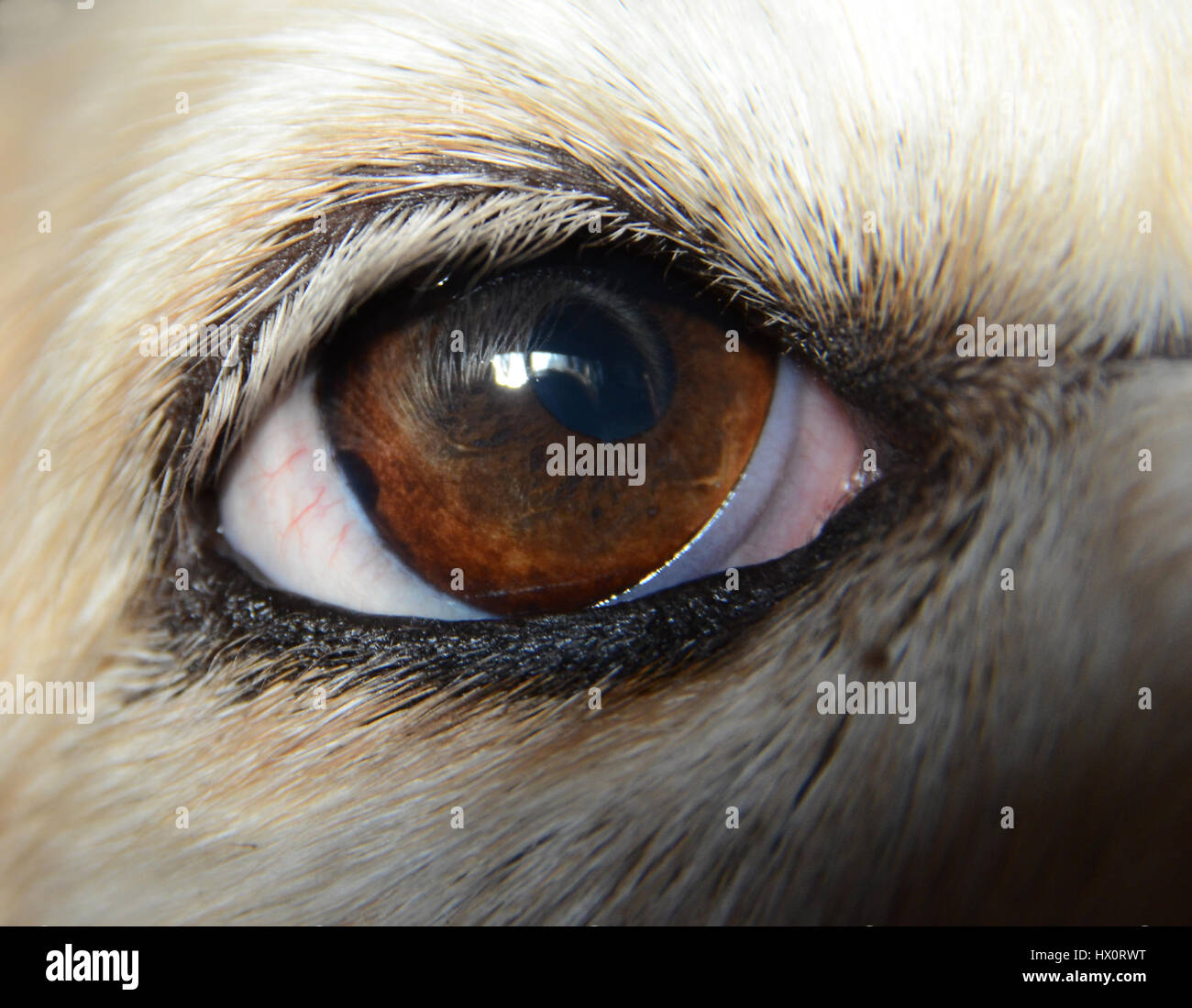 Dogs eye hi-res stock photography and images - Alamy