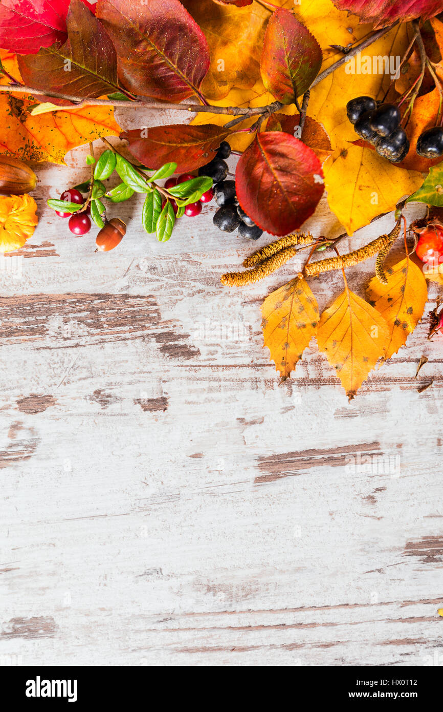 Perfect maple leaf hi-res stock photography and images - Alamy