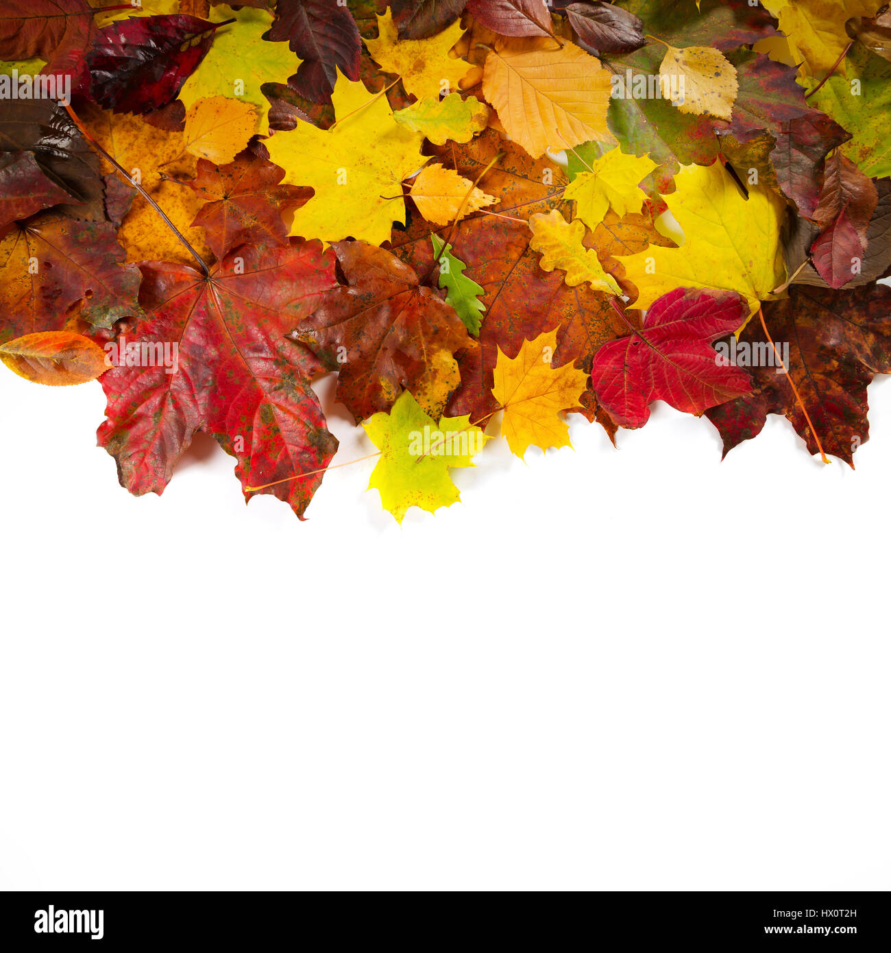 Autumn fall leaves on white background Stock Photo - Alamy