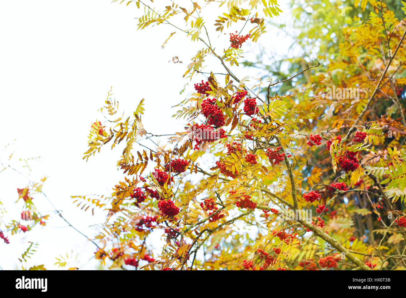 Rowan, ashberry fall autumn tree outdoors Stock Photo - Alamy