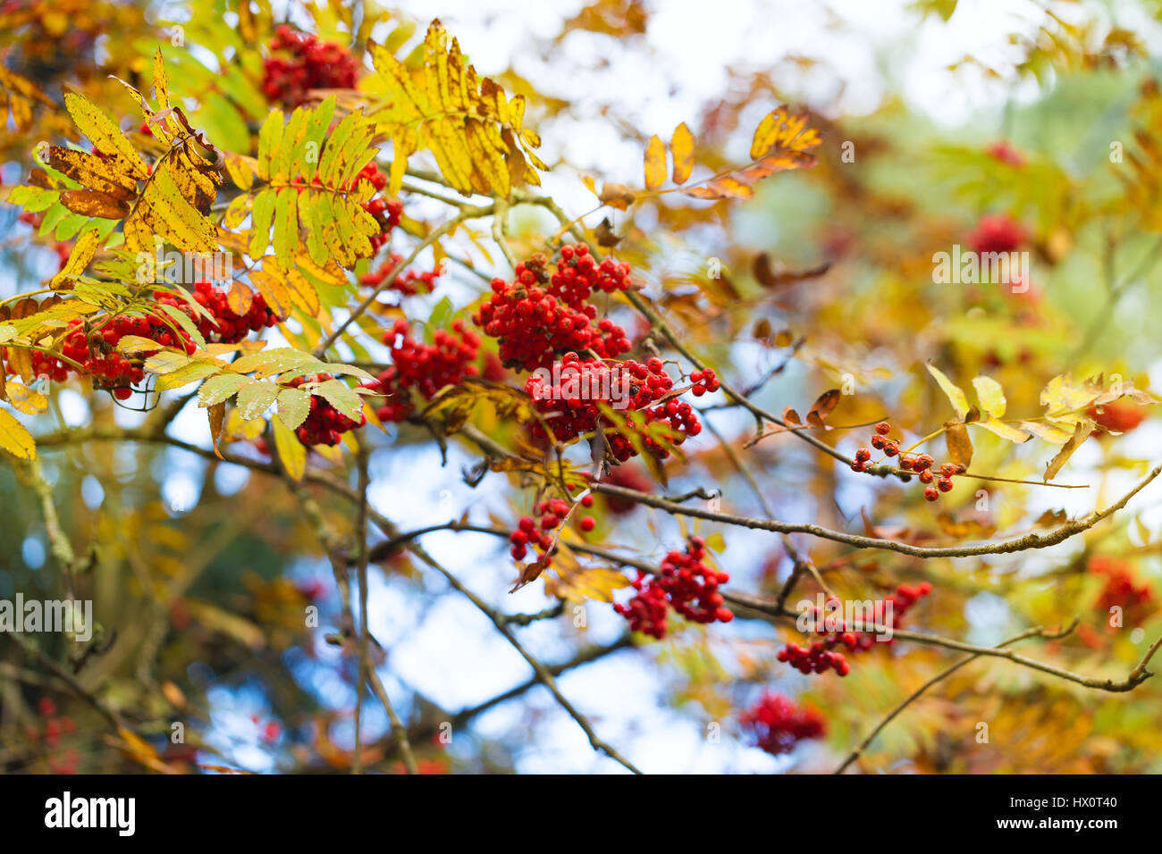 Rowan, ashberry fall autumn tree outdoors Stock Photo - Alamy
