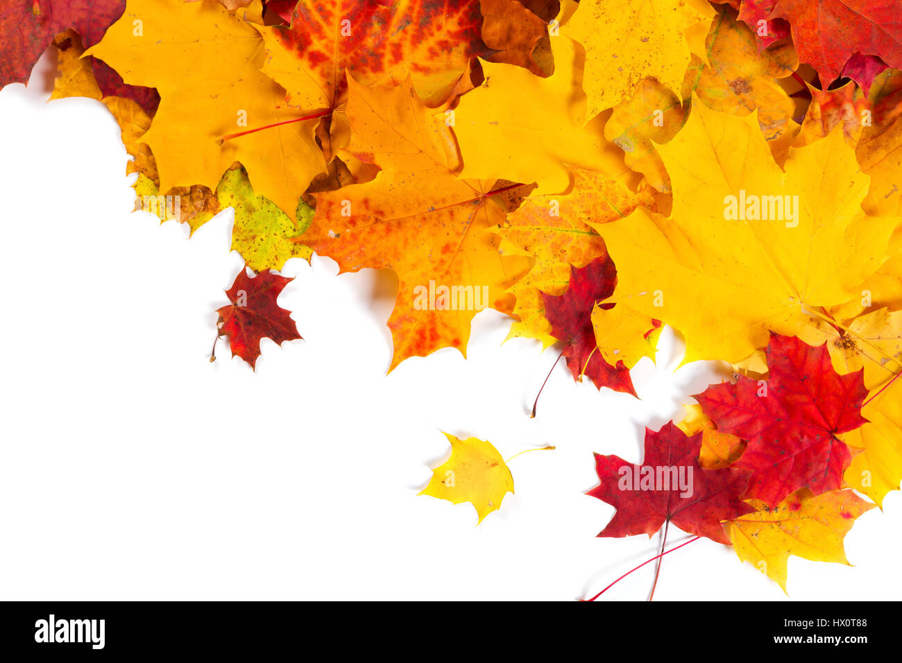 Autumn fall leaves on white background Stock Photo - Alamy