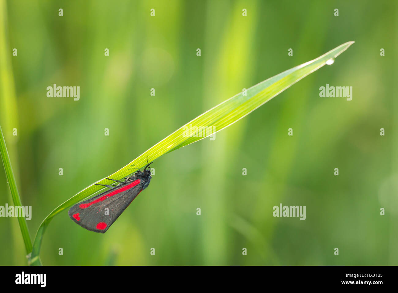 Resting moth with drying wings hi-res stock photography and images - Alamy