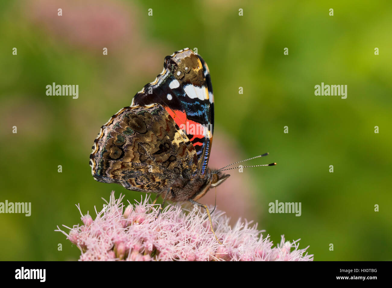 Red Admiral butterfly, Vanessa atalanta, feeding nectar Stock Photo - Alamy