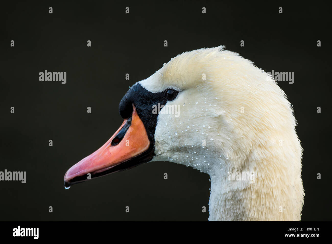 Swan nose hi-res stock photography and images - Alamy