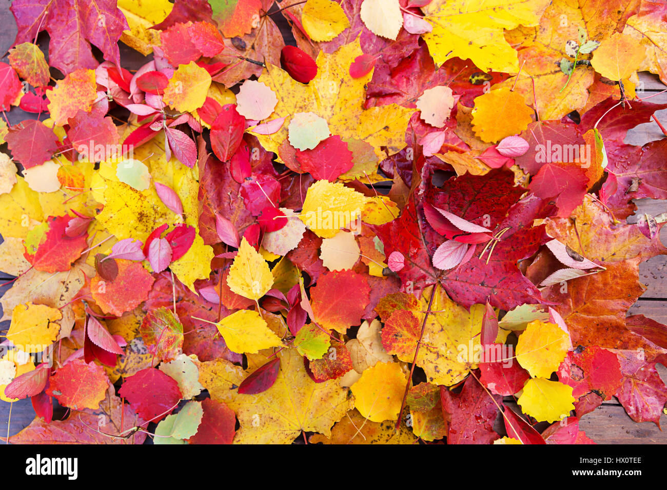 Heap of autumn brightv colorful fall leaves background Stock Photo - Alamy