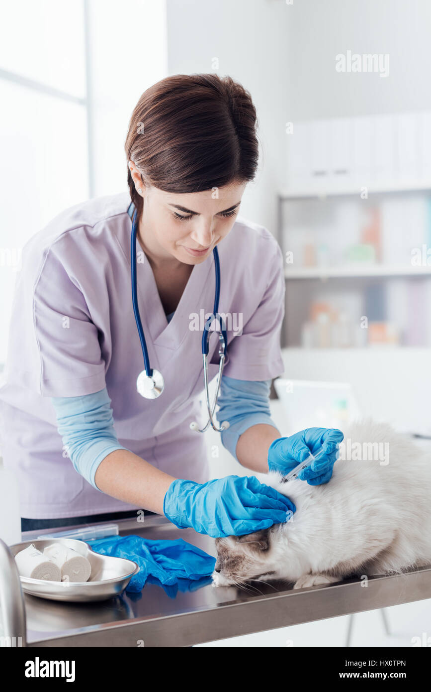 Veterinarian cat injection hi-res stock photography and images - Alamy