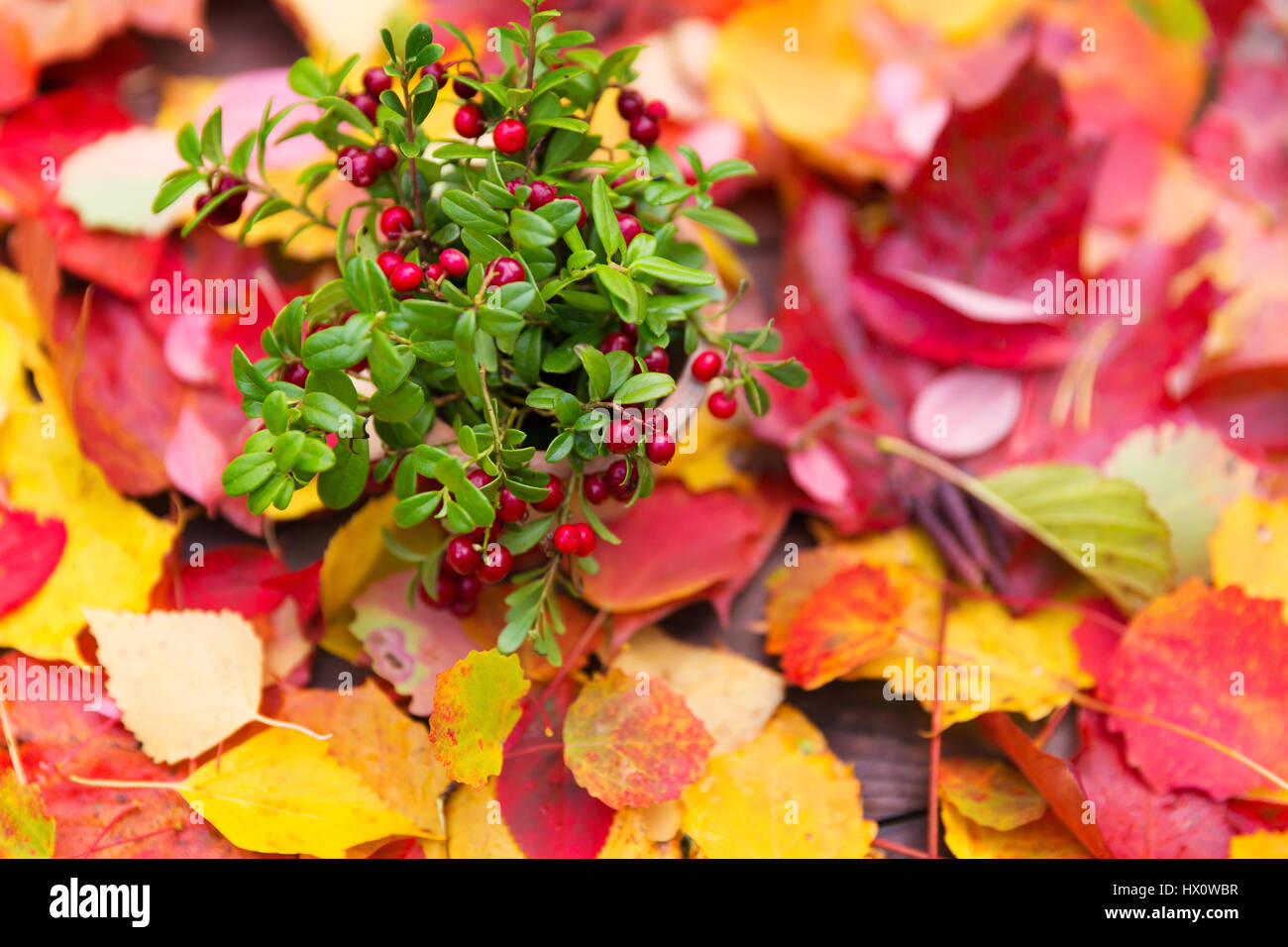 Fresh red forest cranberries in a pot at colorful fall leaves on wooden ...