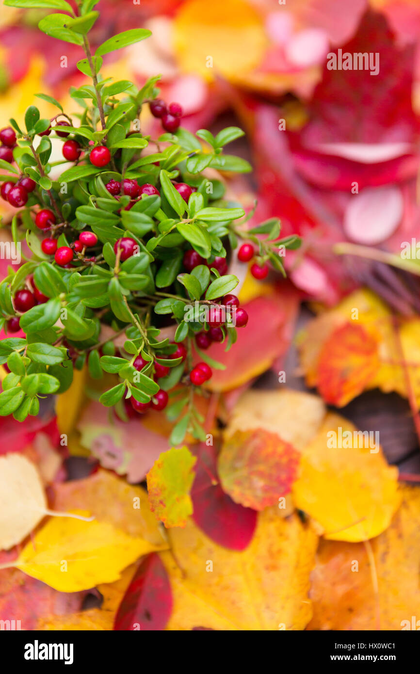 Fresh red forest cranberries in a pot at colorful fall leaves on wooden ...