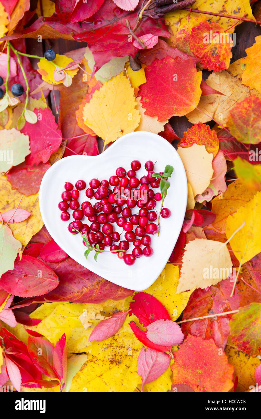 Fresh red forest cranberries in heart plate at colorful fall leaves on ...