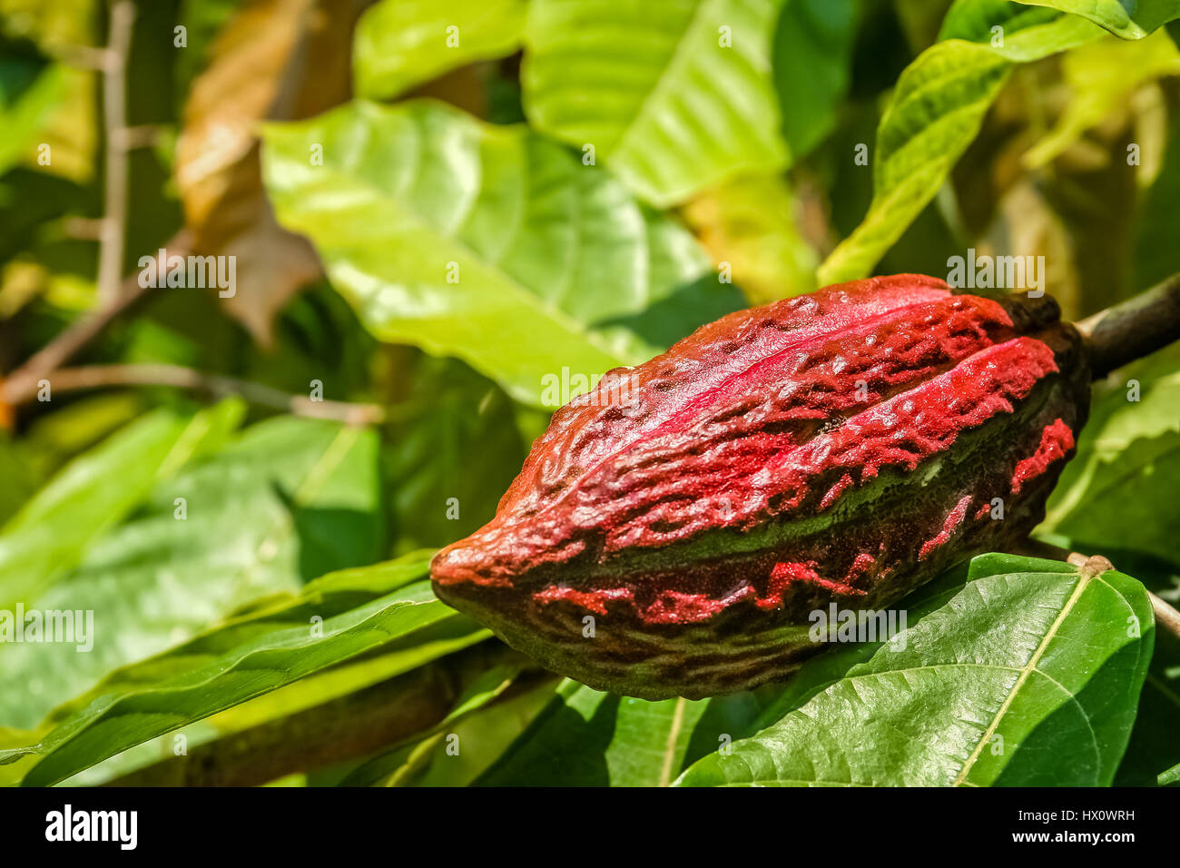 Cocoa fruit growing in tropical forest in Indonesia Stock Photo - Alamy