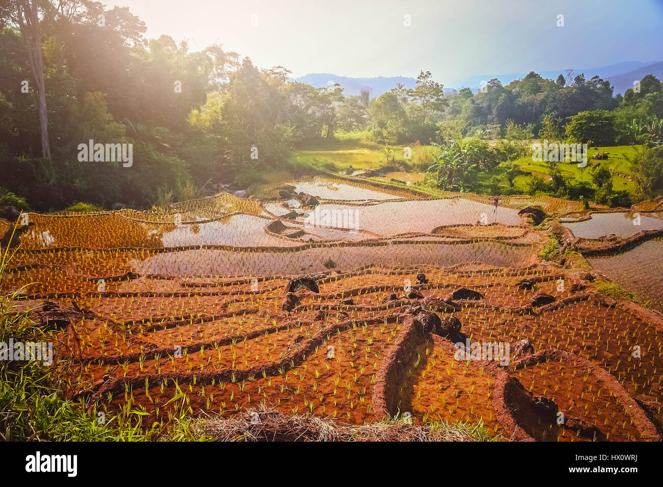 Green terraced rice fields on Sumatra Indonesia Stock Photo - Alamy