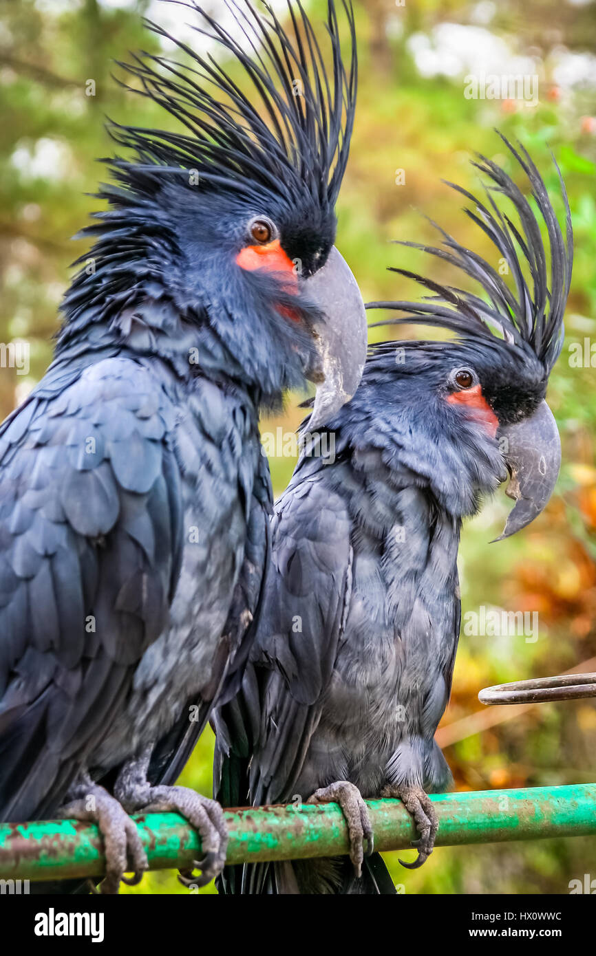 Black indonesian parrots photographed in the zoo in Bukkittingi in ...