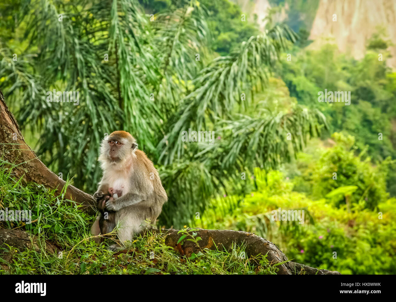 Indonesian macaque monkey in the jungle in Sumatra Stock Photo - Alamy