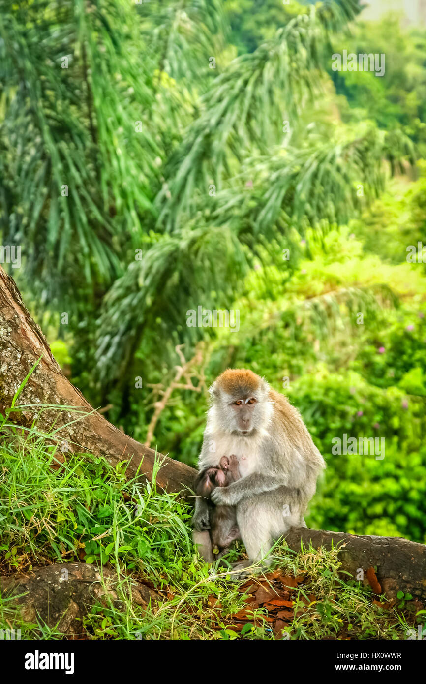 Indonesian macaque monkey in the jungle in Sumatra Stock Photo - Alamy