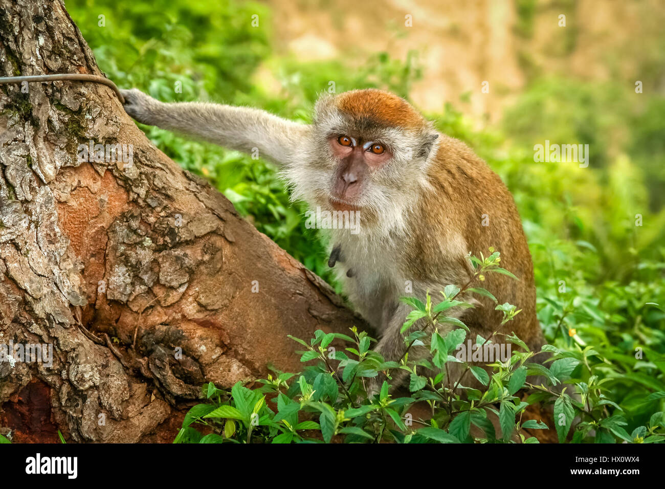 Indonesian macaque monkey in the jungle in Sumatra Stock Photo - Alamy
