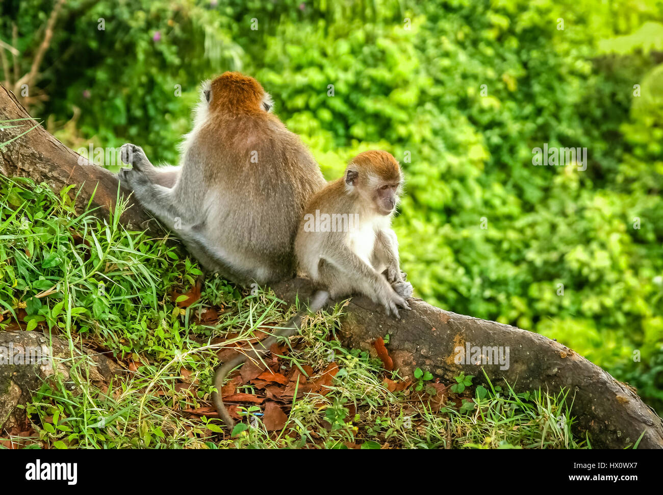 Indonesian macaques monkeys in the jungle in Sumatra Stock Photo - Alamy
