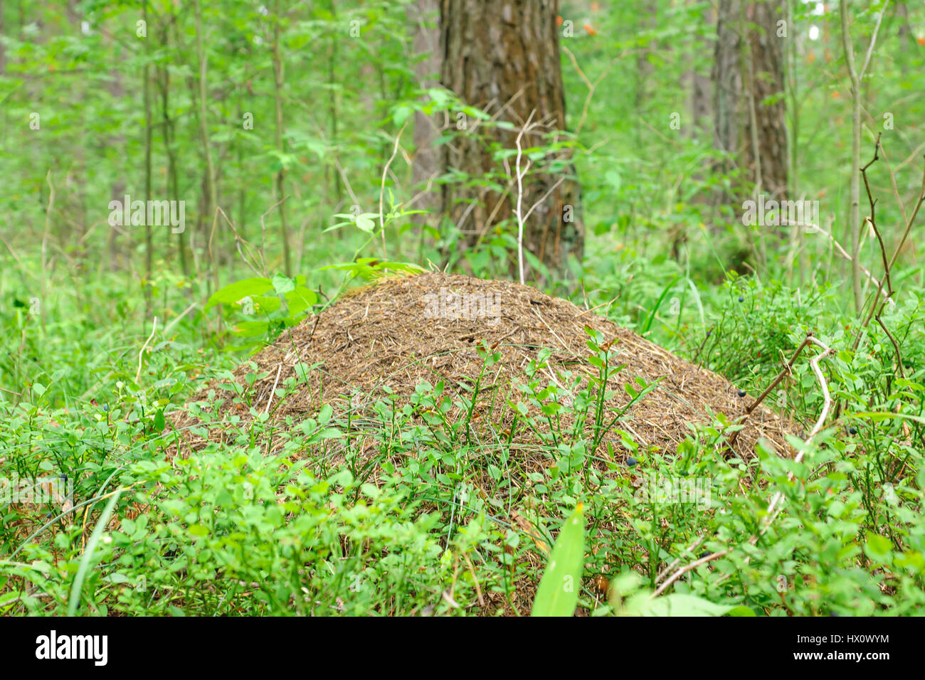 Dense insects hi-res stock photography and images - Alamy