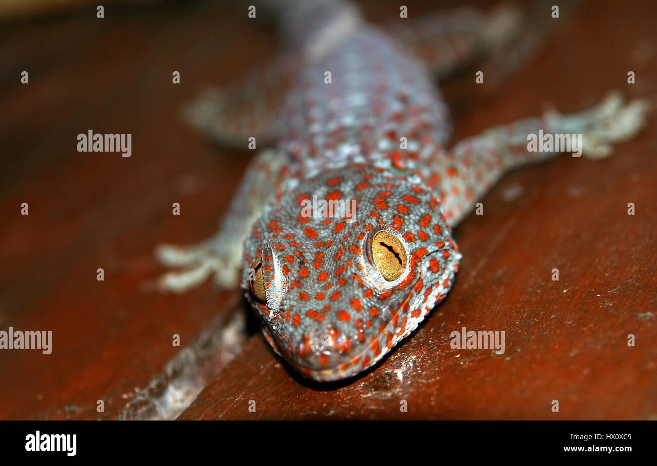 Close up of a red spotted gecko, picture taken on the Komodo island ...