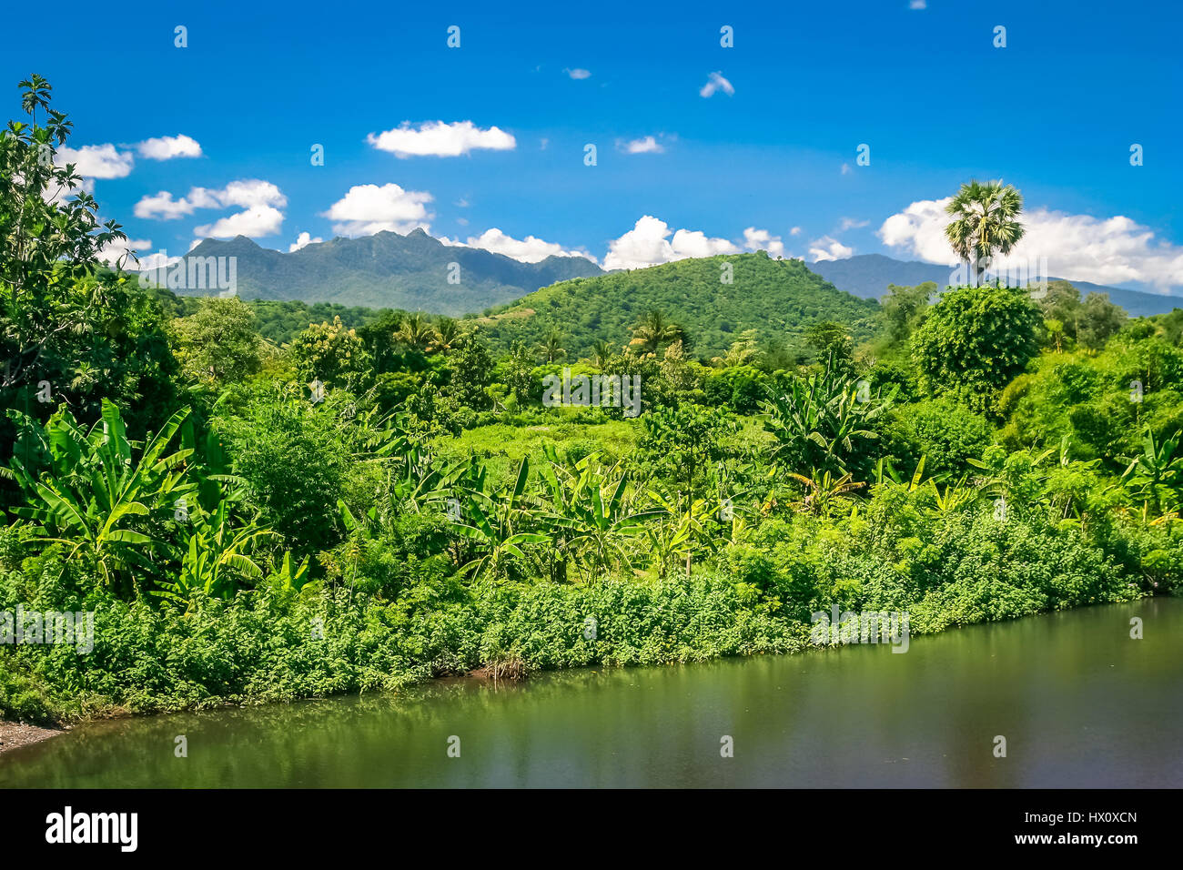 Dense jungle on the Indonesian island of Sumbawa Stock Photo - Alamy