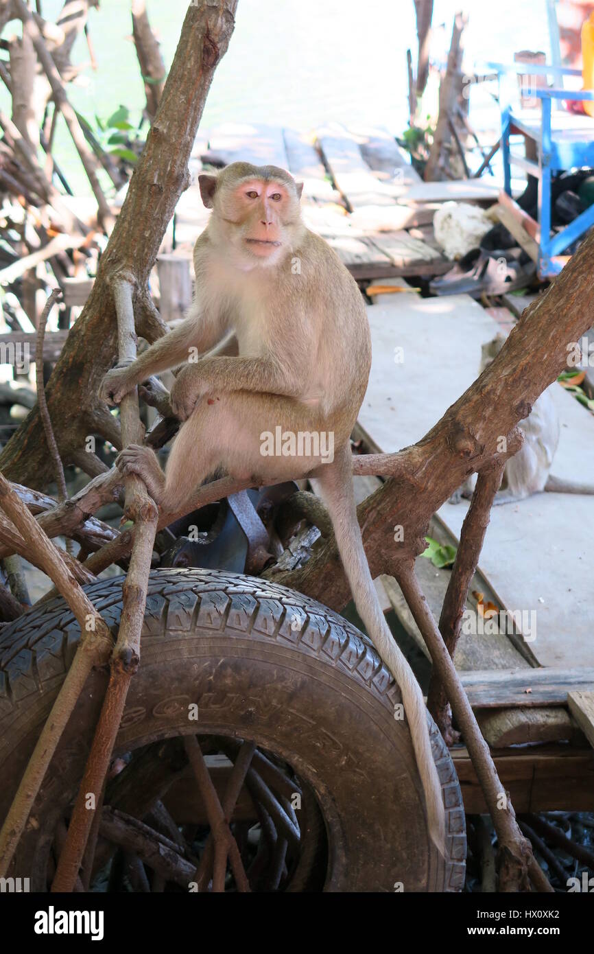 Monkey in mangroves hi-res stock photography and images - Alamy