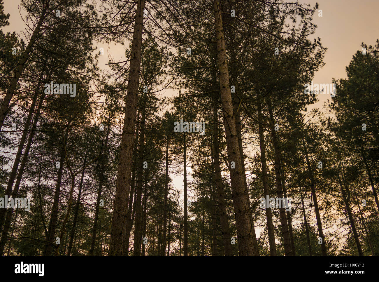 Golden hour camping hi-res stock photography and images - Alamy