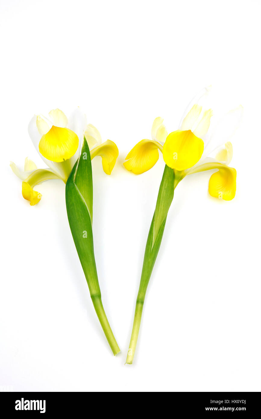 Irises colour Cut Out Stock Images & Pictures - Alamy