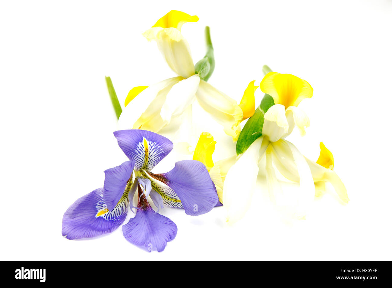 Plants, Flowers, Studio shot of colourful cut Iris stems against white ...