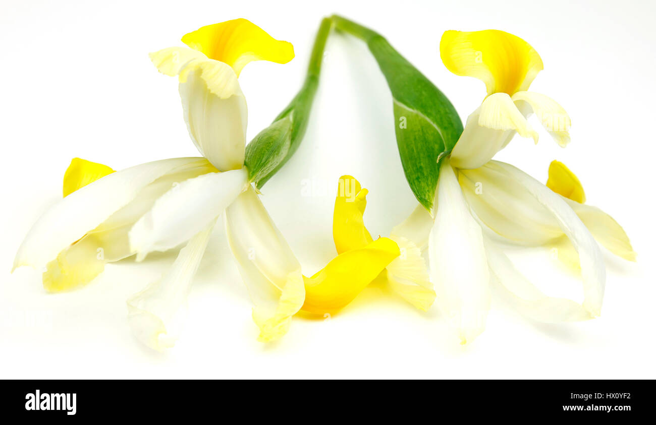 Plants, Flowers, Studio shot of colourful cut Iris stems against white ...