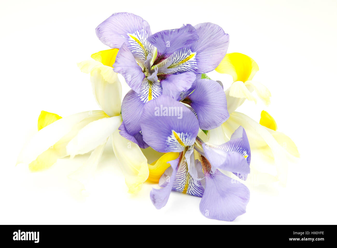 Plants, Flowers, Studio shot of colourful cut Iris stems against white ...