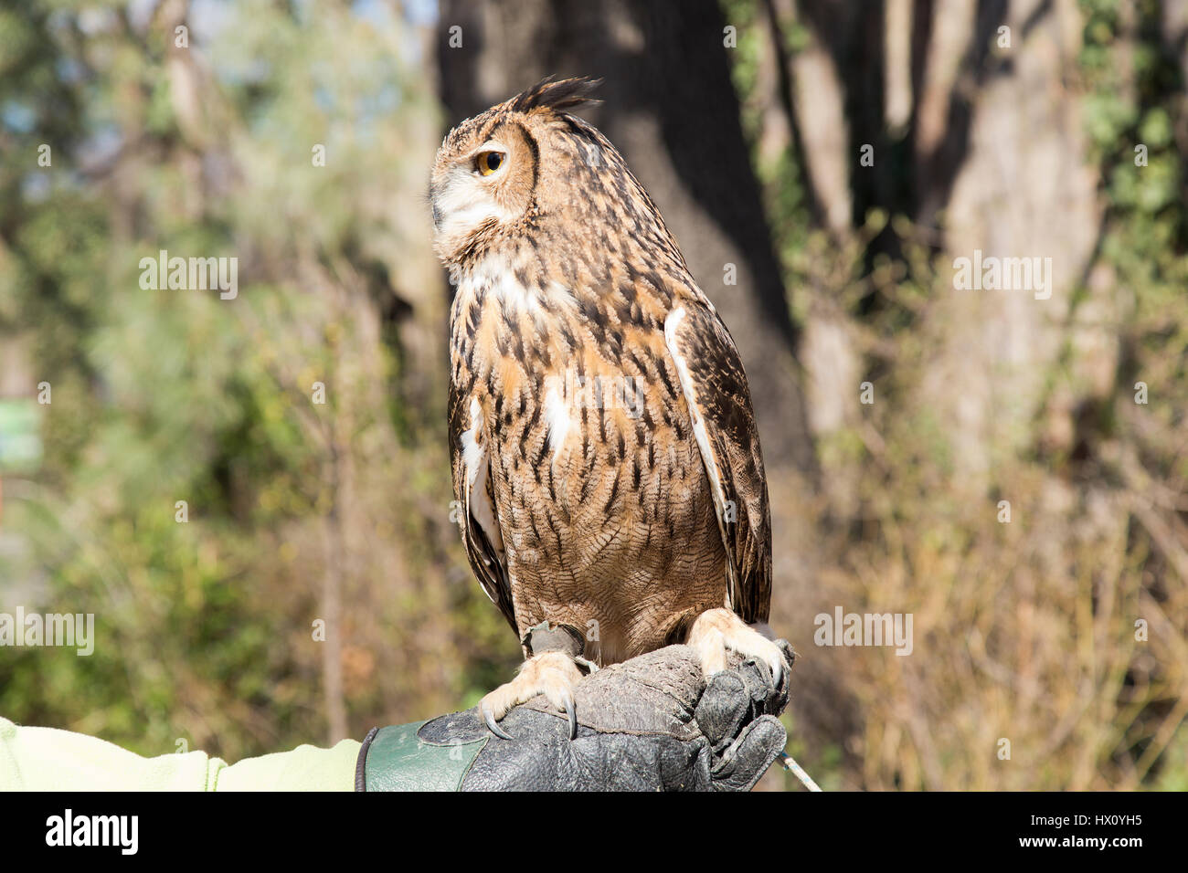 Animal bird of prey zoo keeper hi-res stock photography and images - Alamy