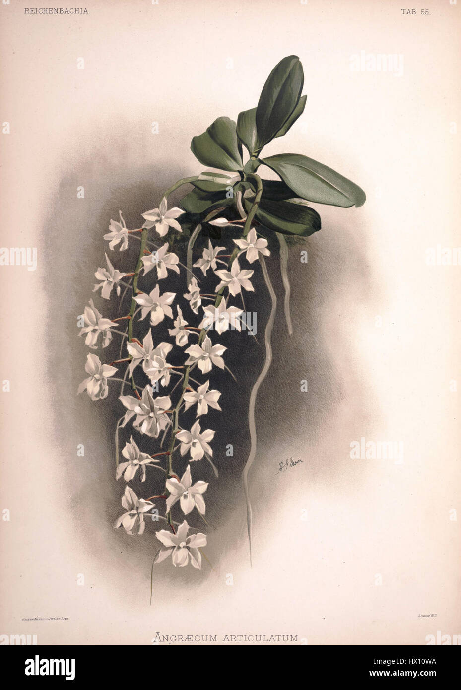 Frederick Sander's botanical illustration from 1890, 'Reichenbachia II ...