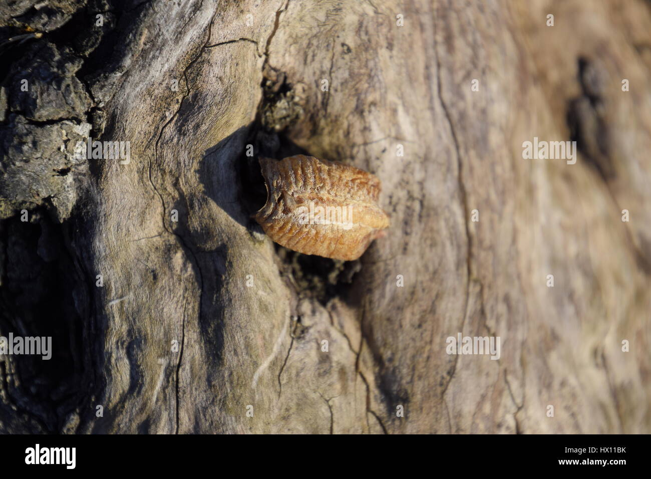 Ootheca mantis on a tree stump. The eggs of the insect laid in the ...