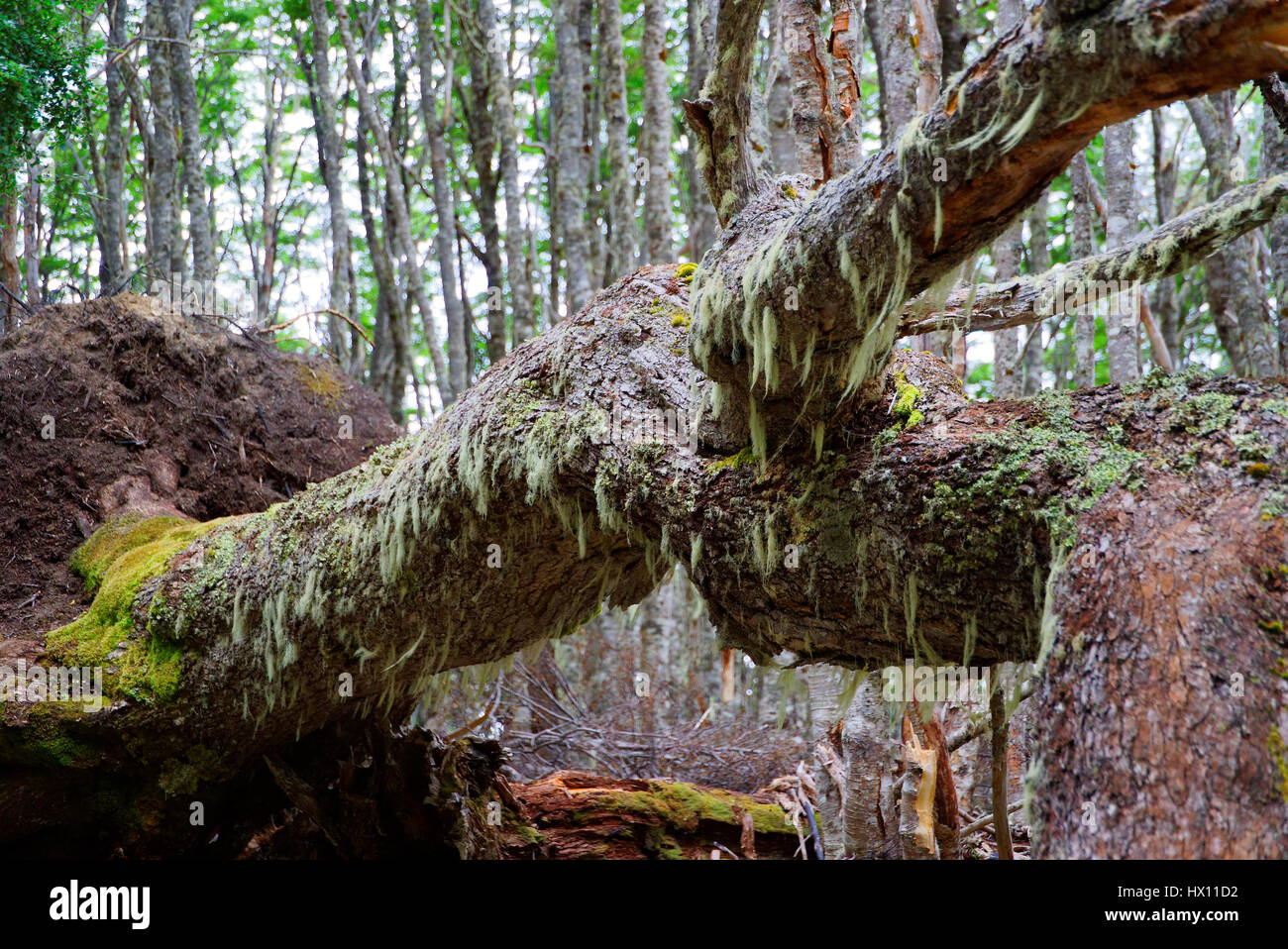 Chile forest hi-res stock photography and images - Alamy