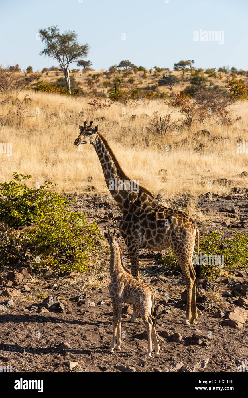 Botswana, Tuli Block, giraffe with young animal Stock Photo - Alamy