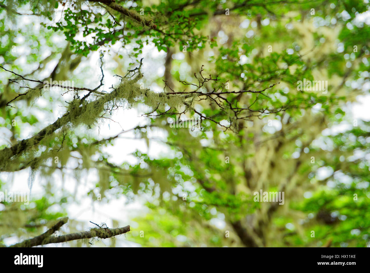 Chile forest hi-res stock photography and images - Alamy