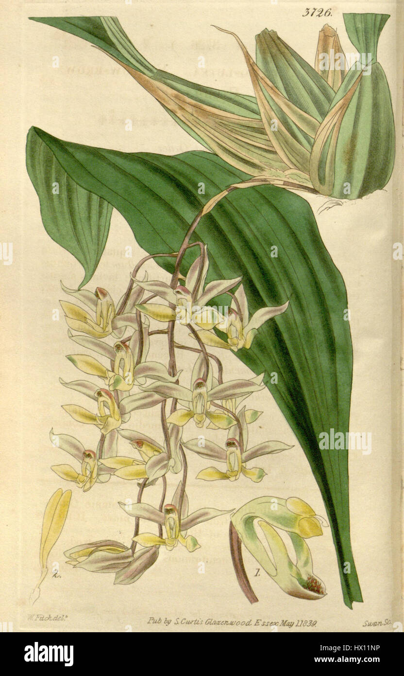 Cirrhaea fuscolutea is an orchid species illustrated in Curtis ...