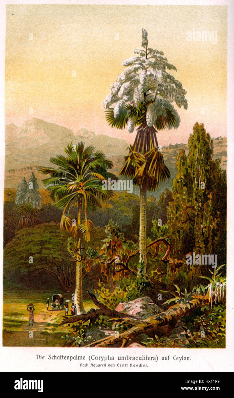 Corypha umbraculifera, also known as the Talipot Palm, is a large ...