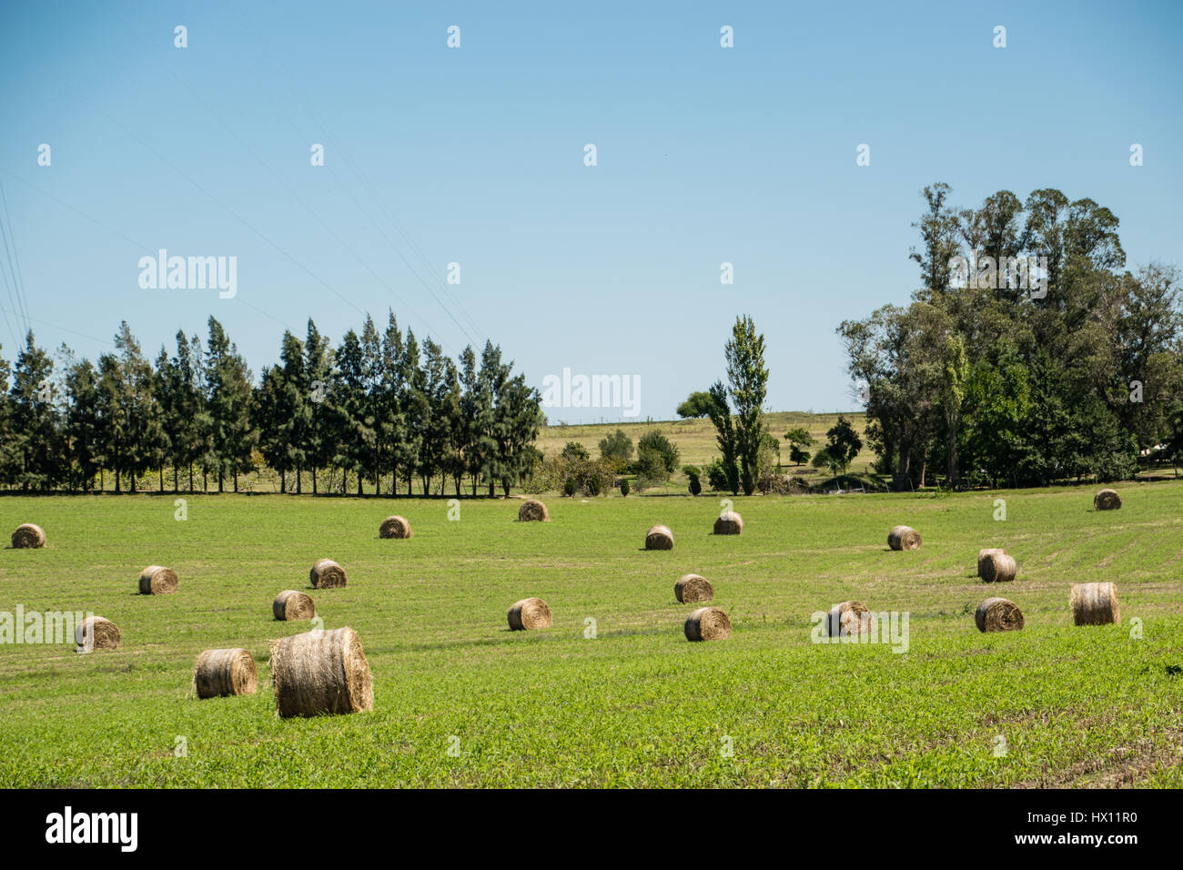Bunch of rolls in a rural field Stock Photo - Alamy