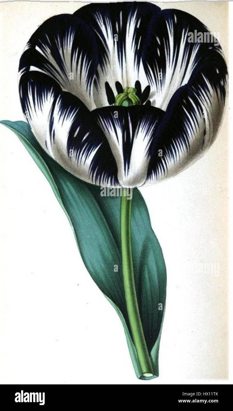 The Chellaston Beauty Tulip is a striking variety of tulip known for ...