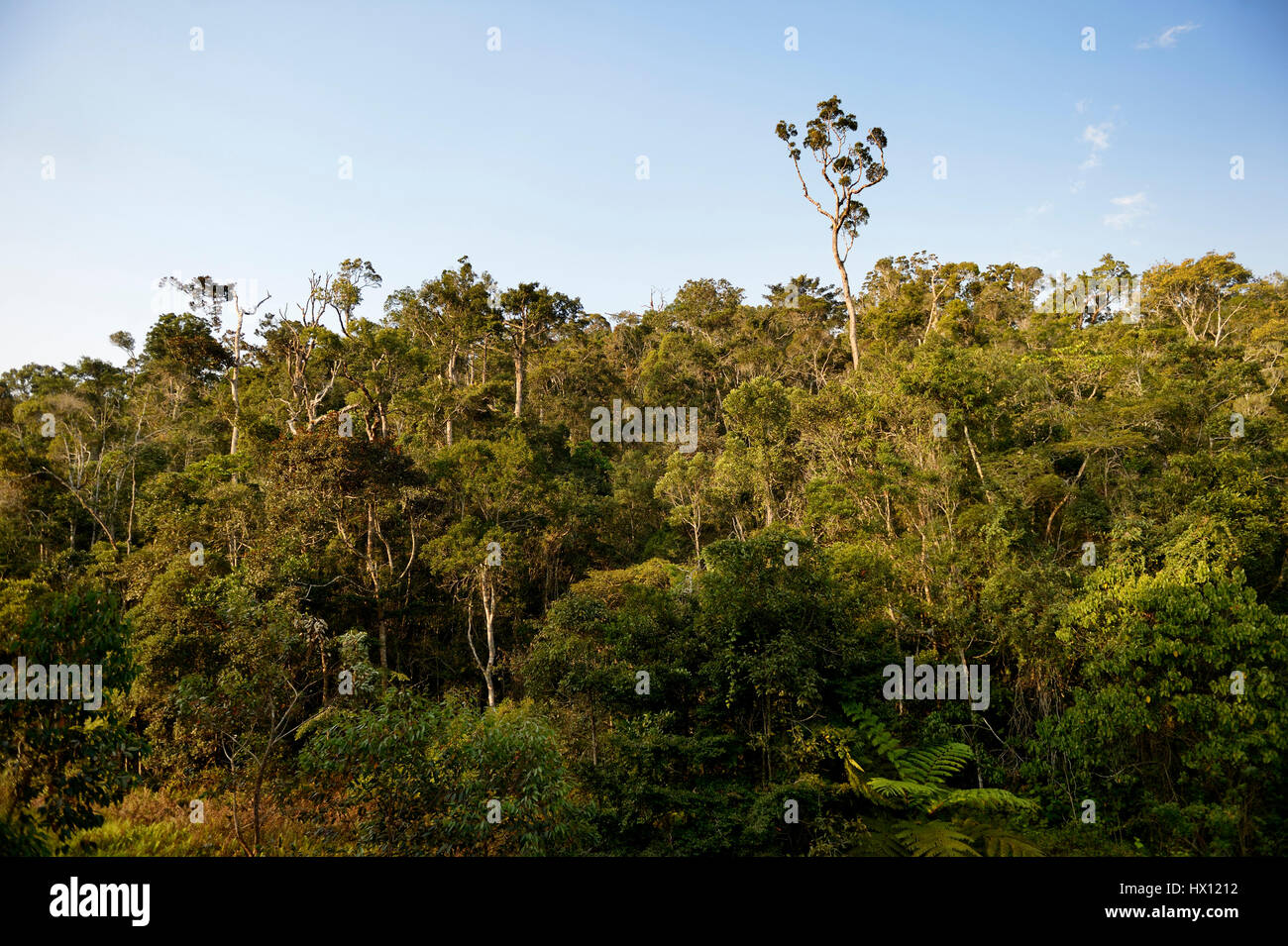 Madagascar, Andasibe-Mantadia National Park, rainforest Stock Photo - Alamy