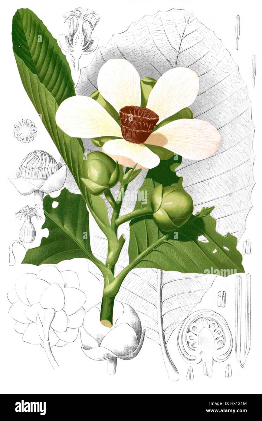 'Dillenia reifferscheidia' is a species of flowering plant illustrated ...