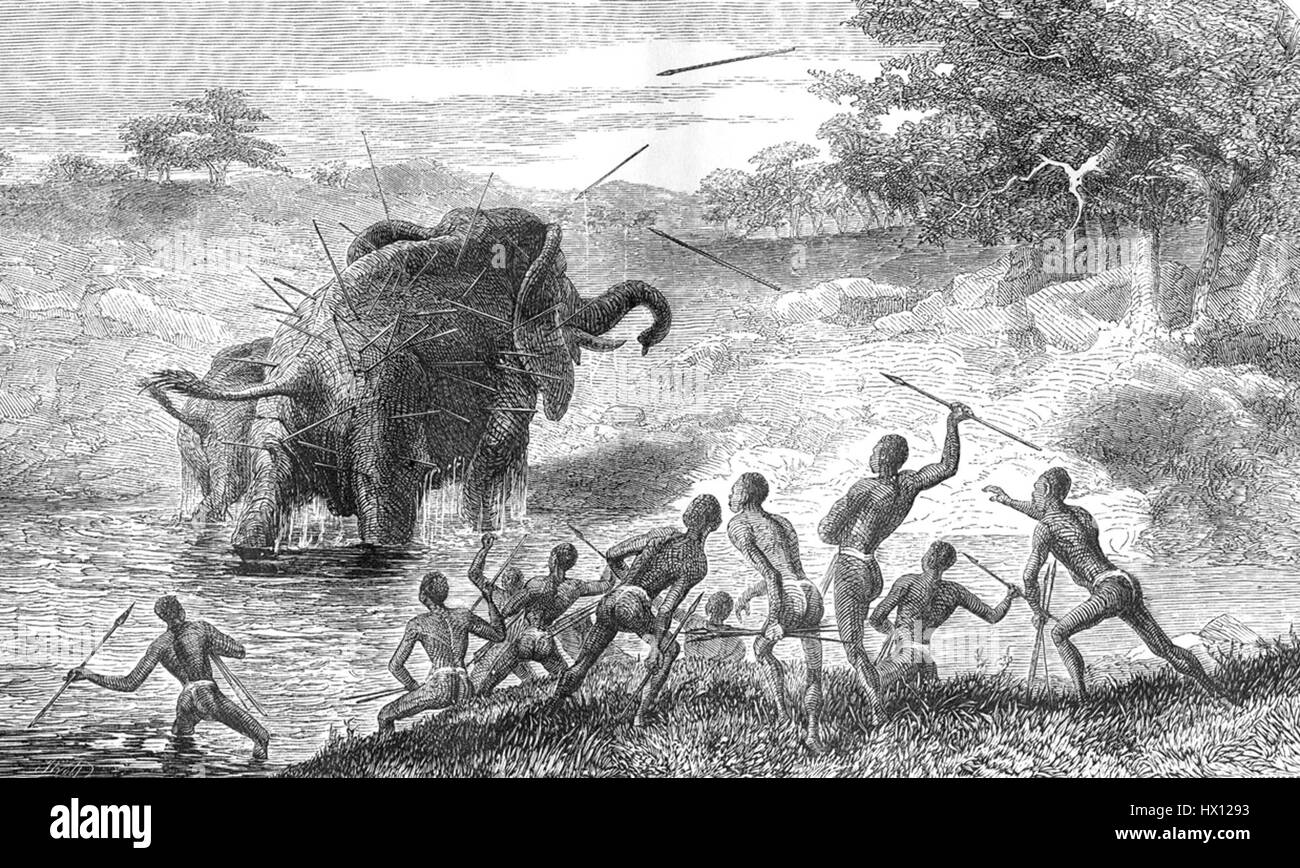 Elephant hunting Black and White Stock Photos & Images - Alamy