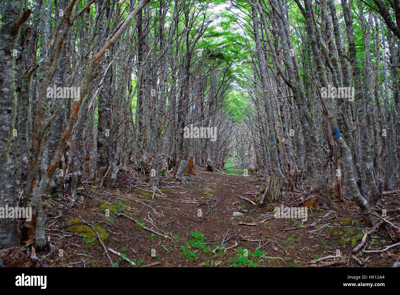 Chile forest hi-res stock photography and images - Alamy