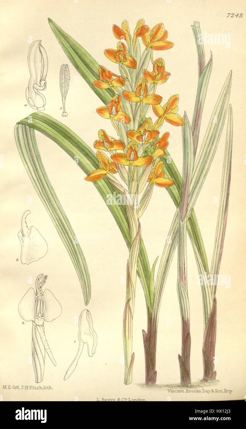 This botanical illustration from Curtis' 'Botanical Magazine' (1892 ...