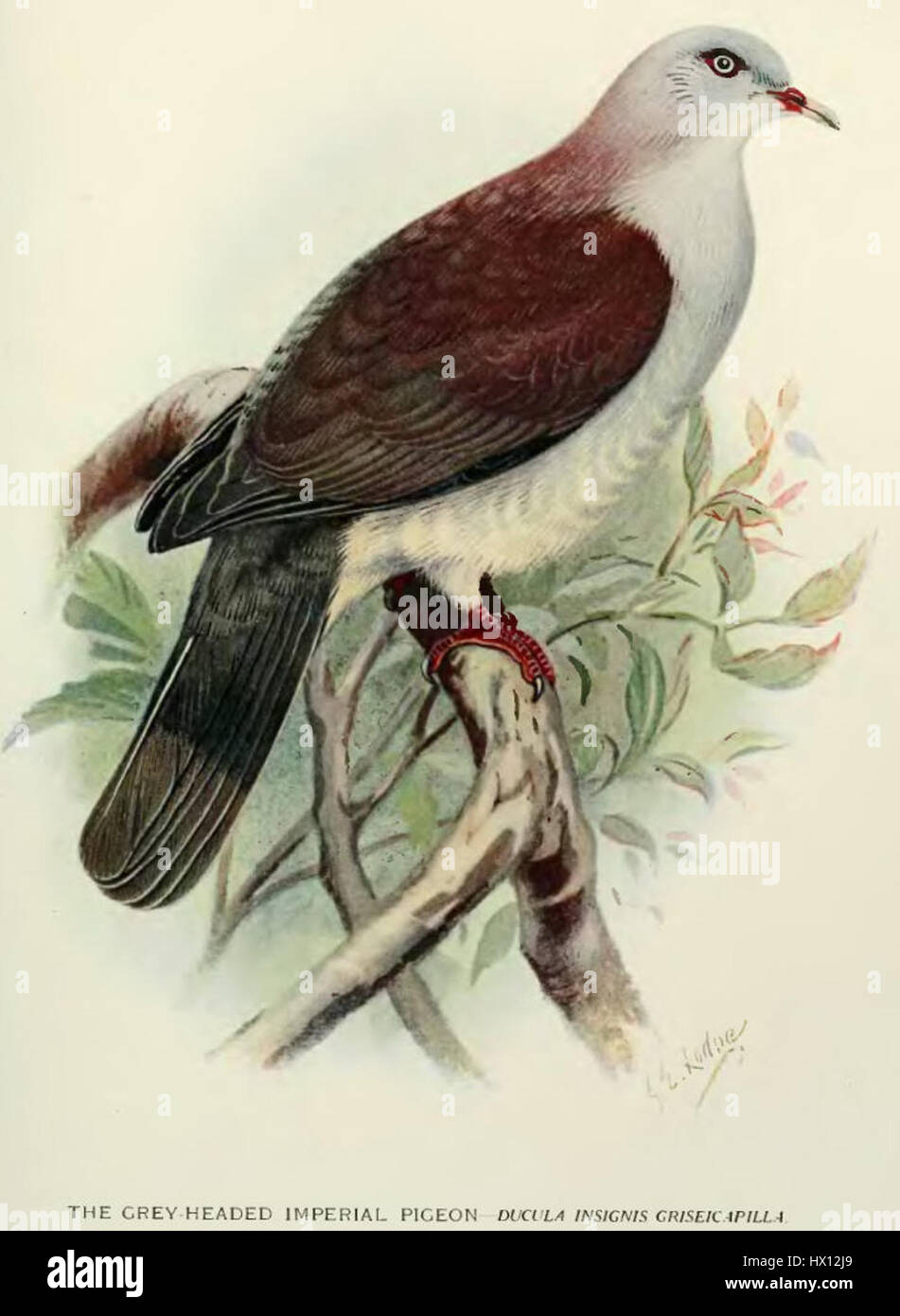 Birds of mindanao hi-res stock photography and images - Alamy