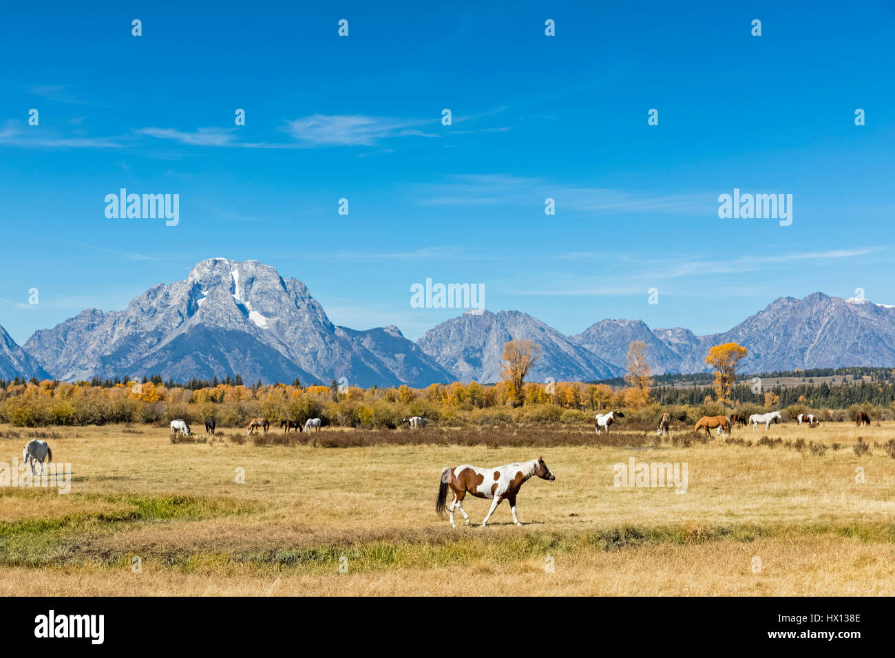 USA, Wyoming, Rocky Mountains, Grand Teton National Park, Mustangs ...