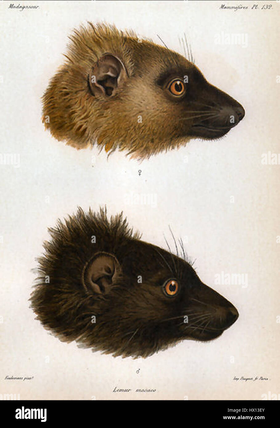 Expressive primate face hi-res stock photography and images - Alamy